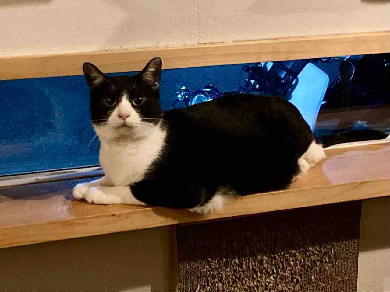 Muddy Cat 定期便 4/18〜4/22 : 海の近くに猫と住んでる