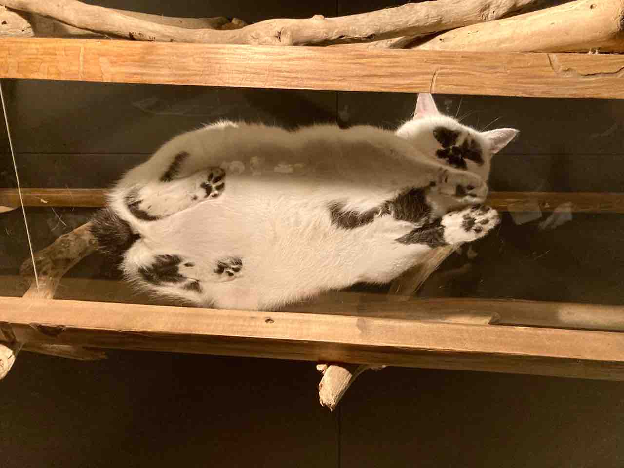 Muddy Cat 定期便 8/22〜8/27 : 海の近くに猫と住んでる