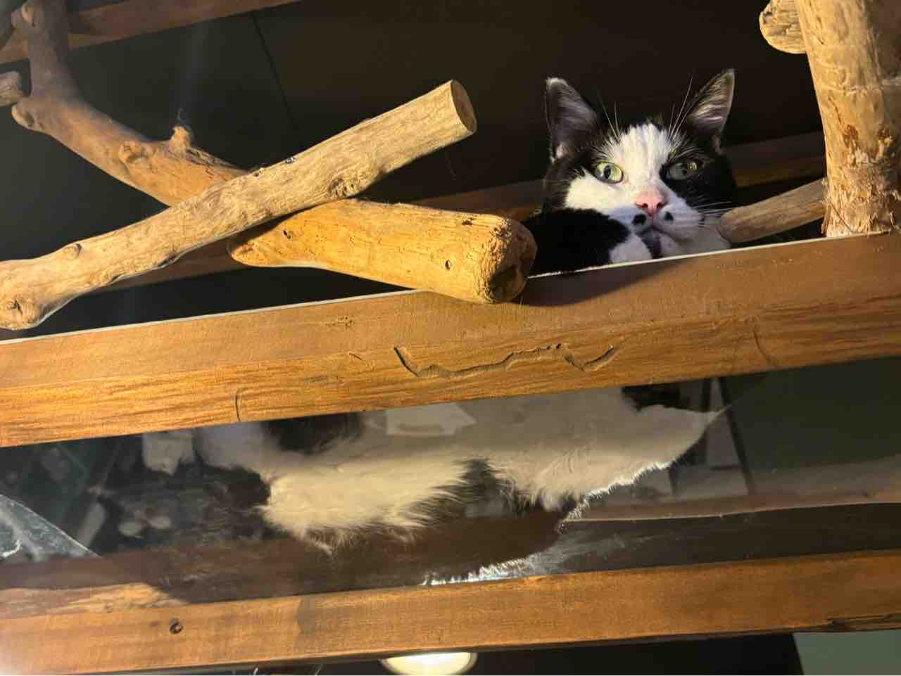 Muddy Cat 定期便 7/29〜8/2 : 海の近くに猫と住んでる