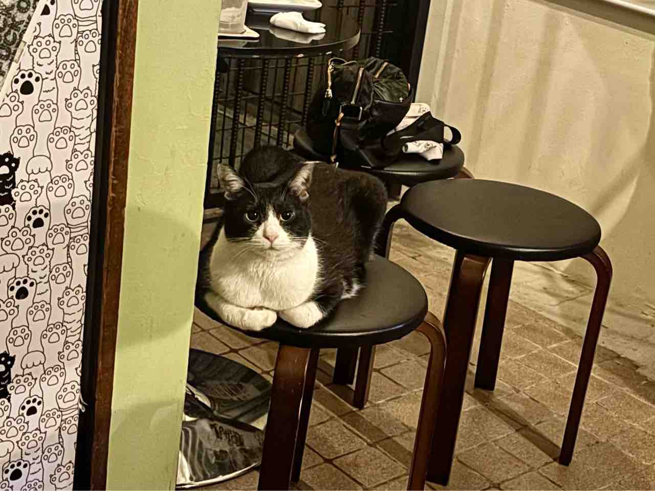 Muddy Cat 定期便 4/28〜5/5 : 海の近くに猫と住んでる