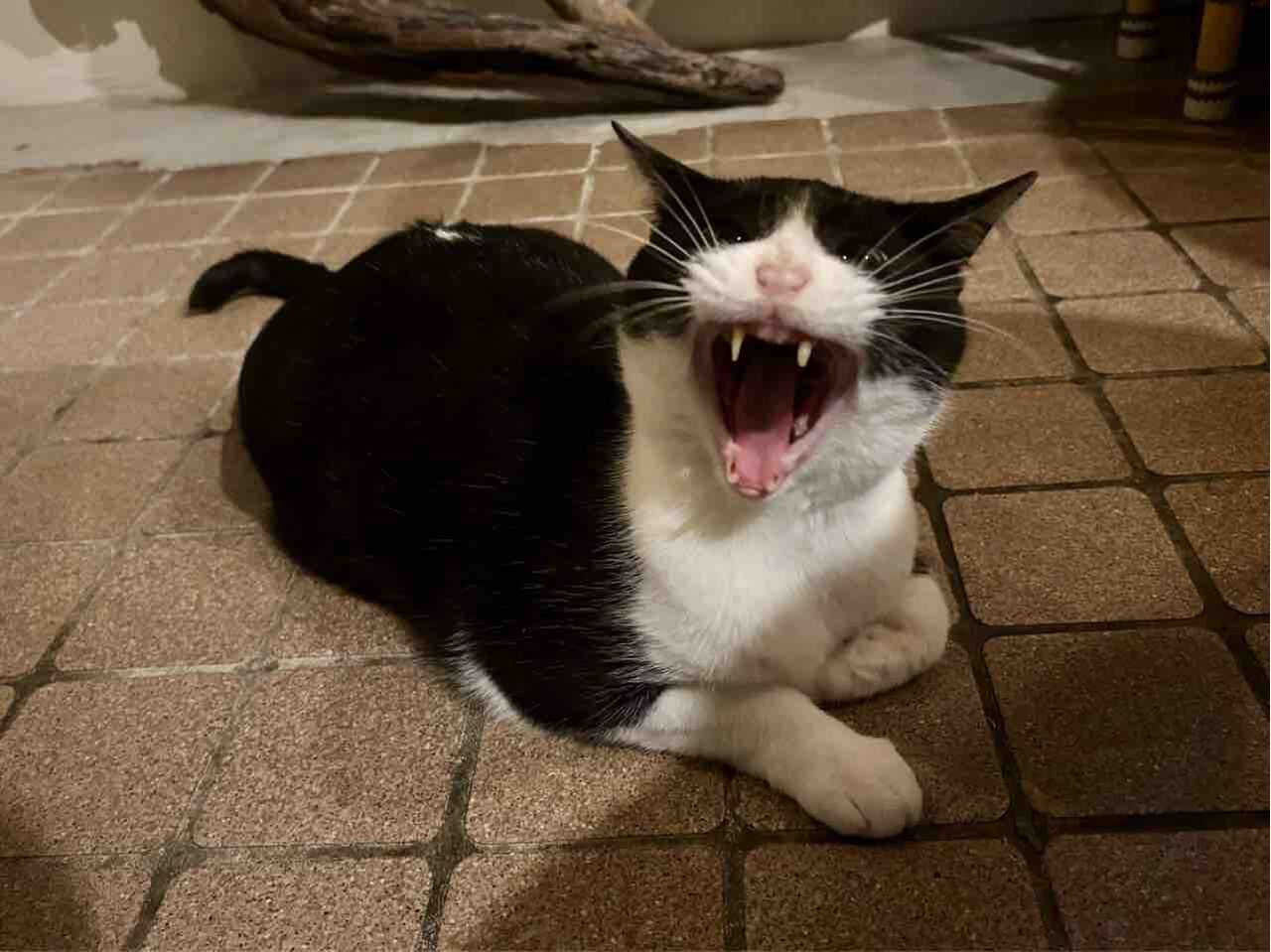 Muddy Cat 定期便 4/28〜5/5 : 海の近くに猫と住んでる