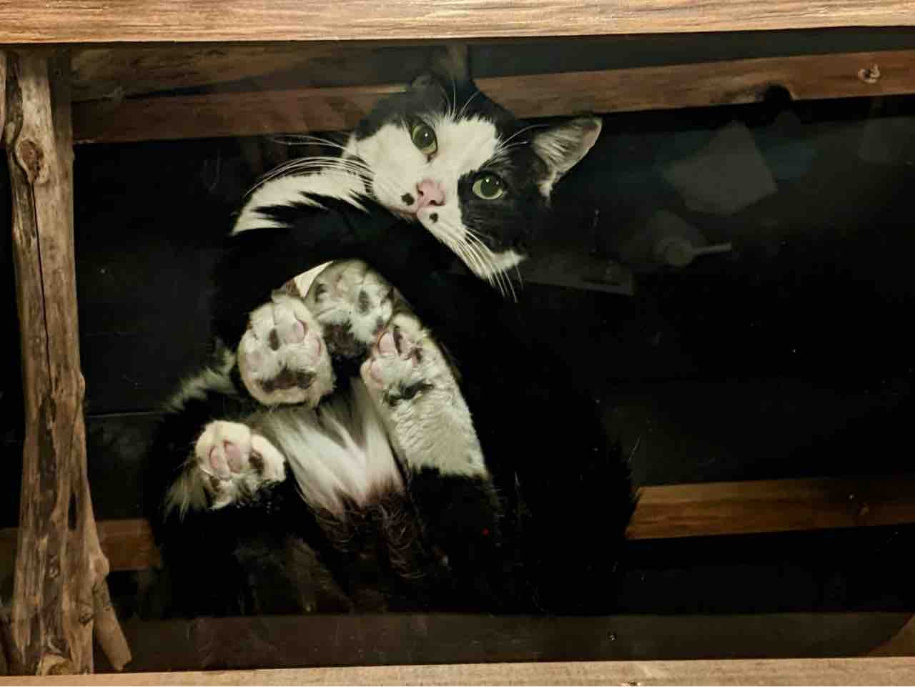 Muddy Cat 定期便 2/27〜3/2・3/4〜3/9 : 海の近くに猫と住んでる