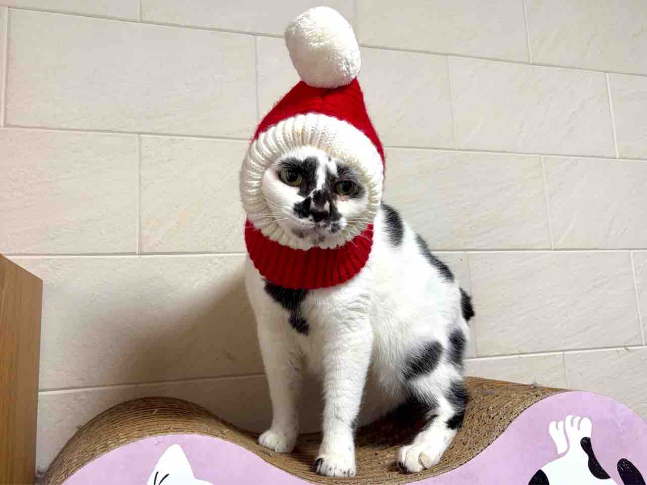 Muddy Cat 定期便 12/22〜12/27 : 海の近くに猫と住んでる