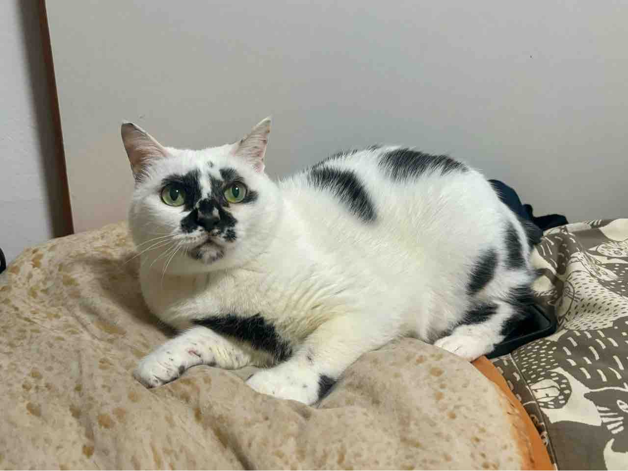 Muddy Cat 定期便 4/23〜4/27 : 海の近くに猫と住んでる