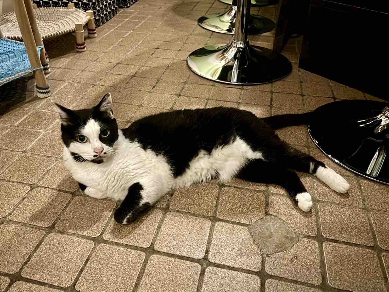 Muddy Cat 定期便 6/24〜6/29 : 海の近くに猫と住んでる