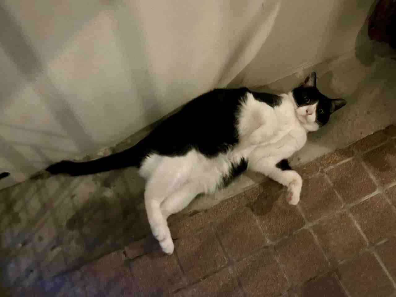 Muddy Cat 定期便 6/20〜6/22 : 海の近くに猫と住んでる