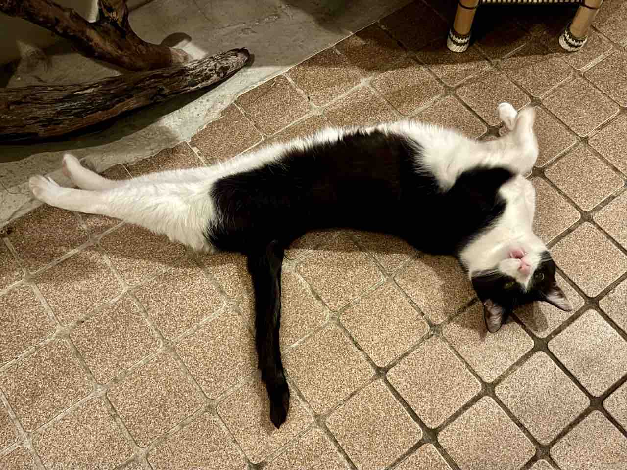 Muddy Cat 定期便 6/3〜6/7・6/9〜6/14 : 海の近くに猫と住んでる