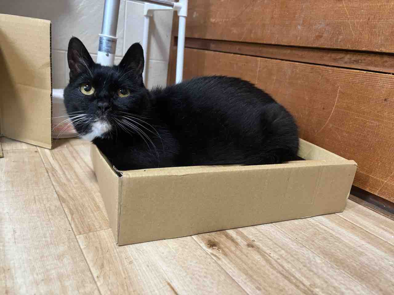 Muddy Cat 定期便 7/15〜7/19 : 海の近くに猫と住んでる