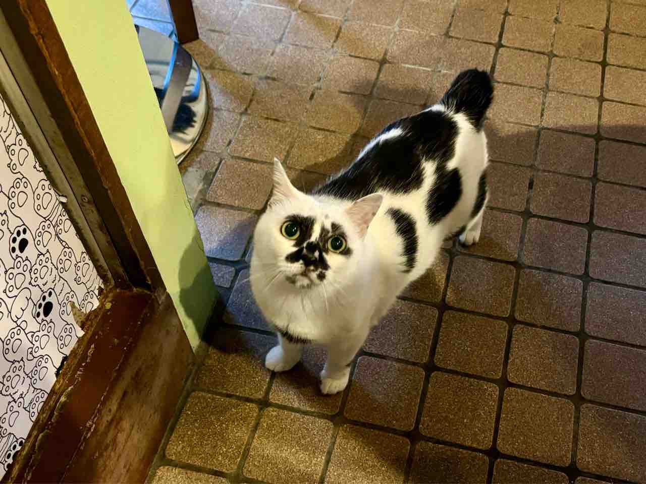 Muddy Cat 定期便 6/20〜6/22 : 海の近くに猫と住んでる