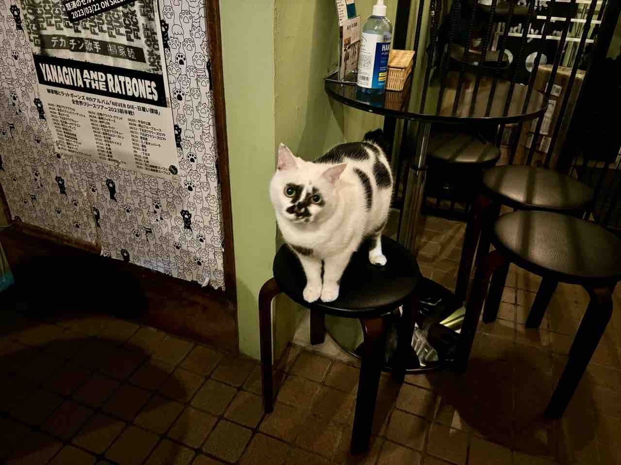 Muddy Cat 定期便 12/4〜12/16 : 海の近くに猫と住んでる