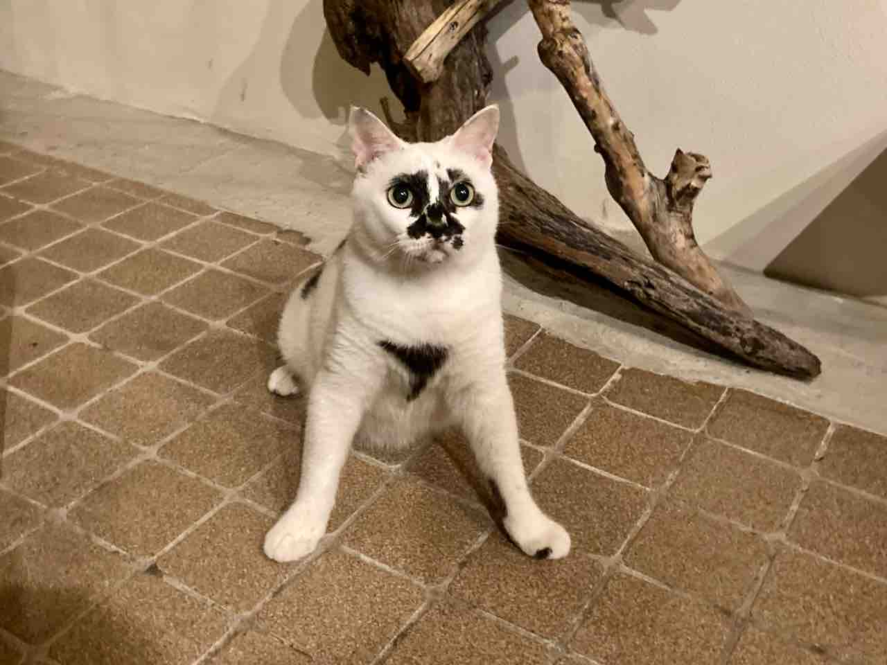 Muddy Cat 定期便 9/5〜9/9・熱海飯店 : 海の近くに猫と住んでる