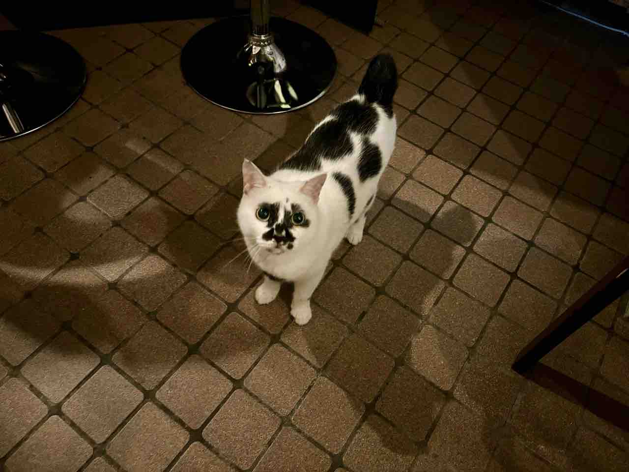 Muddy Cat 定期便 8/5〜8/10 : 海の近くに猫と住んでる