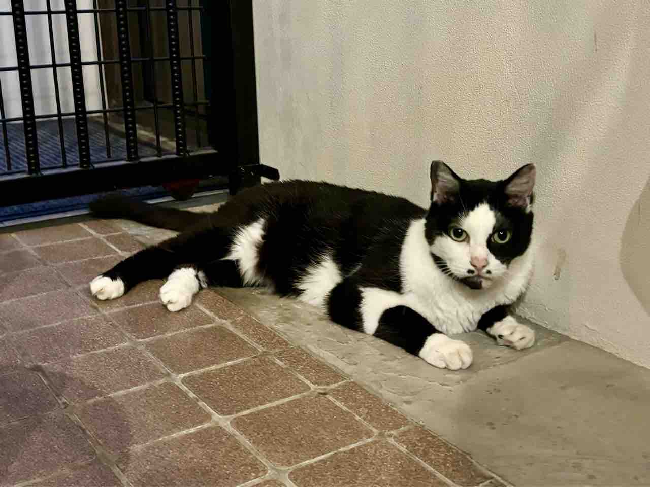 Muddy Cat 定期便 6/24〜6/29 : 海の近くに猫と住んでる