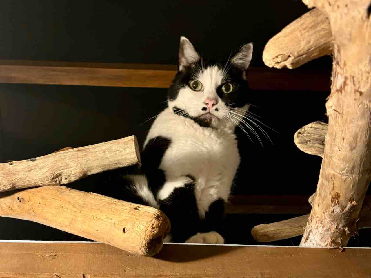 Muddy Cat 定期便 10/28〜11/2 : 海の近くに猫と住んでる