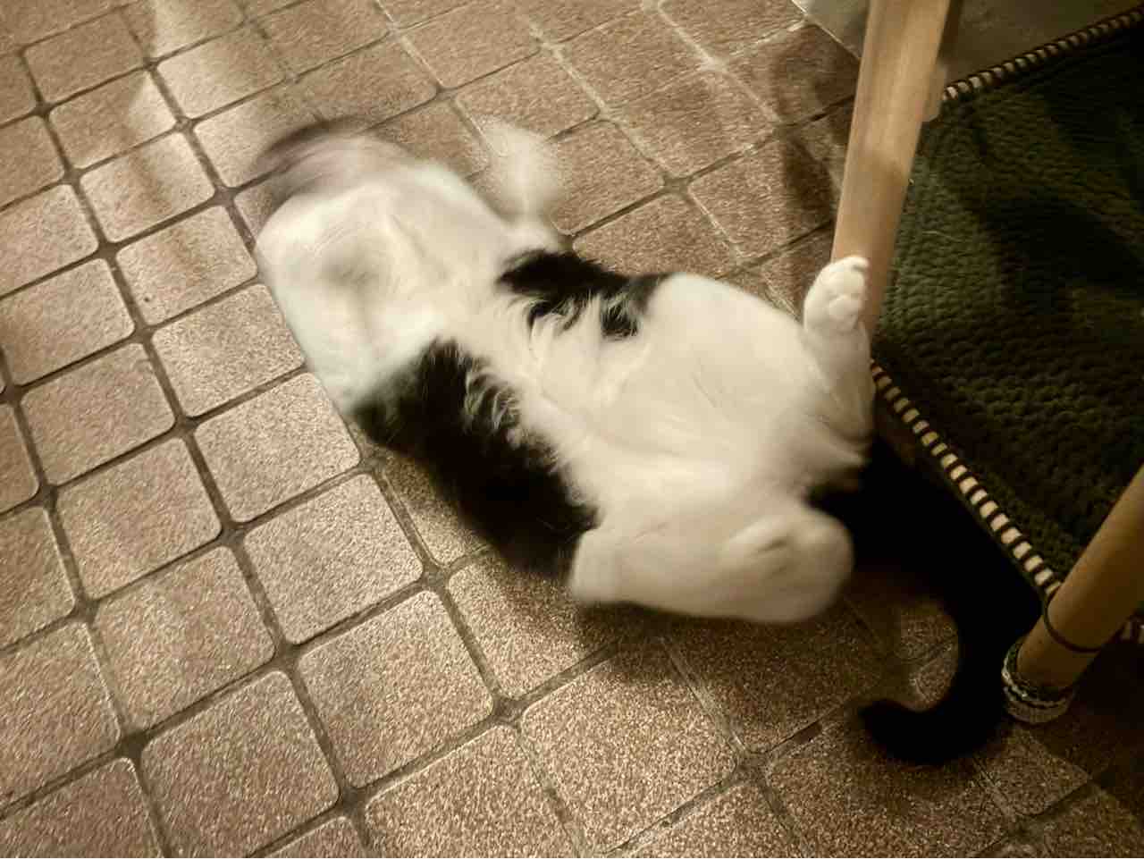 Muddy Cat 定期便 2/17〜2/22・泥猫倶楽部1周年 : 海の近くに猫と住んでる