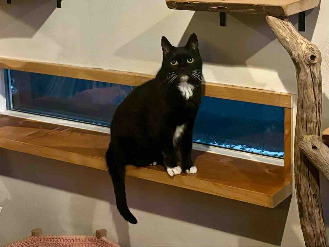 Muddy Cat 定期便 8/19〜8/24 : 海の近くに猫と住んでる