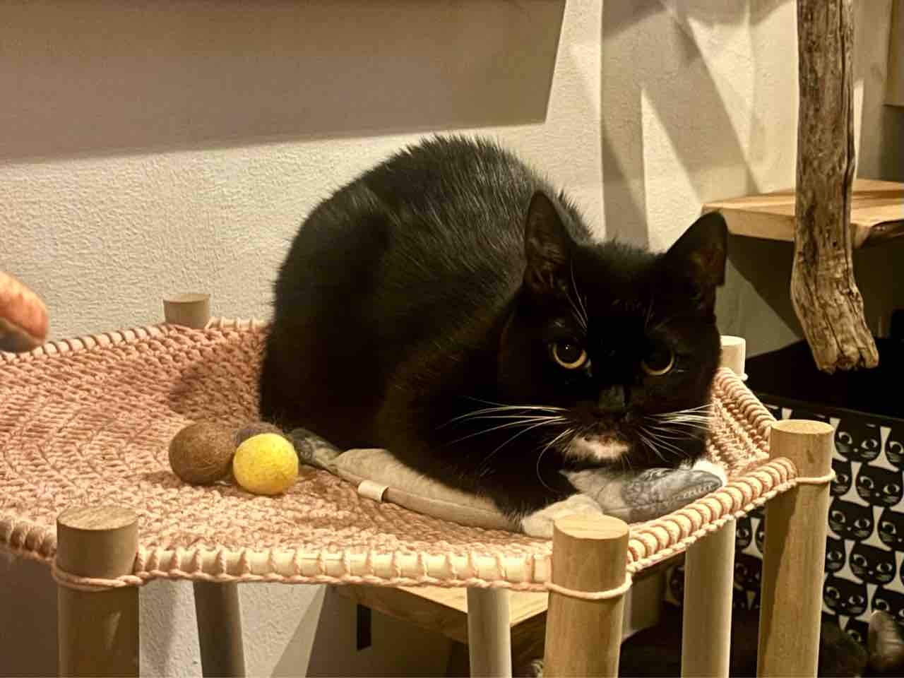 Muddy Cat 定期便 9/10〜9/14 : 海の近くに猫と住んでる