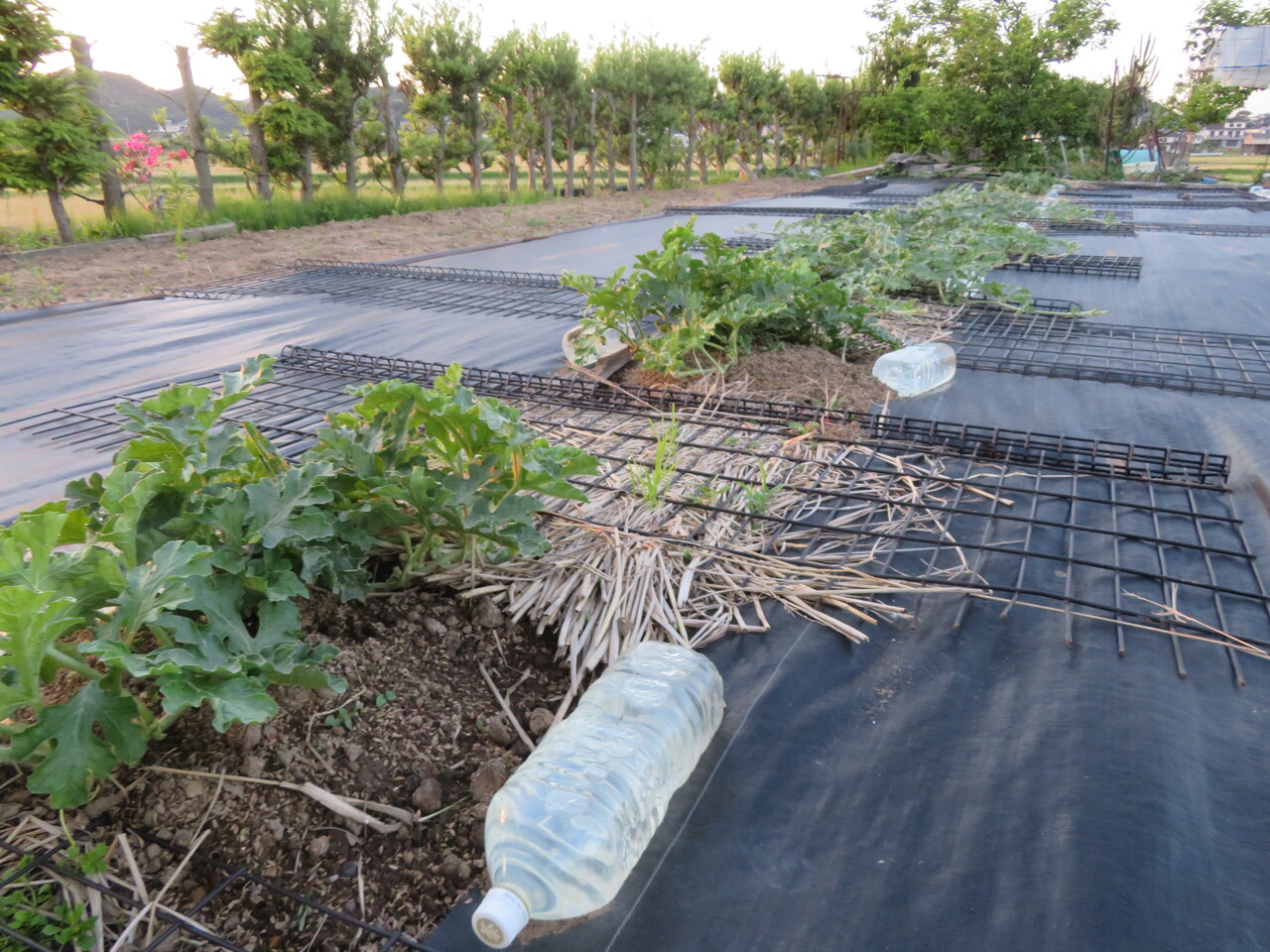 ヒントが生まれるスピリチュアルNo1ブログ:好きなことが栄養素。。 - livedoor Blog（ブログ）