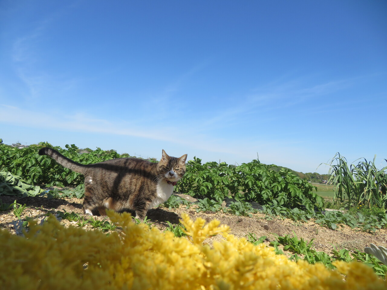 ヒントが生まれるスピリチュアルNo1ブログ:実りの夏へ向け。。 - livedoor Blog（ブログ）