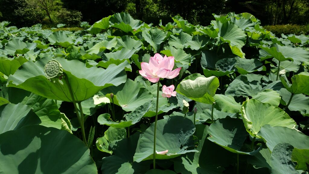 大腸がんとわかってからの日常 : 娘カエル