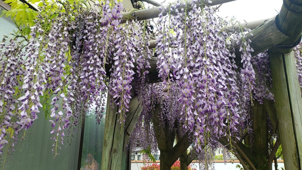 大腸がんとわかってからの日常 : スタッフや近所の人と話す