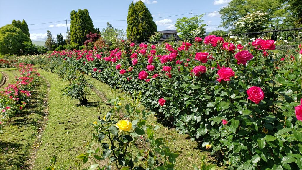 大腸がんとわかってからの日常 : ばら園に行く🌹