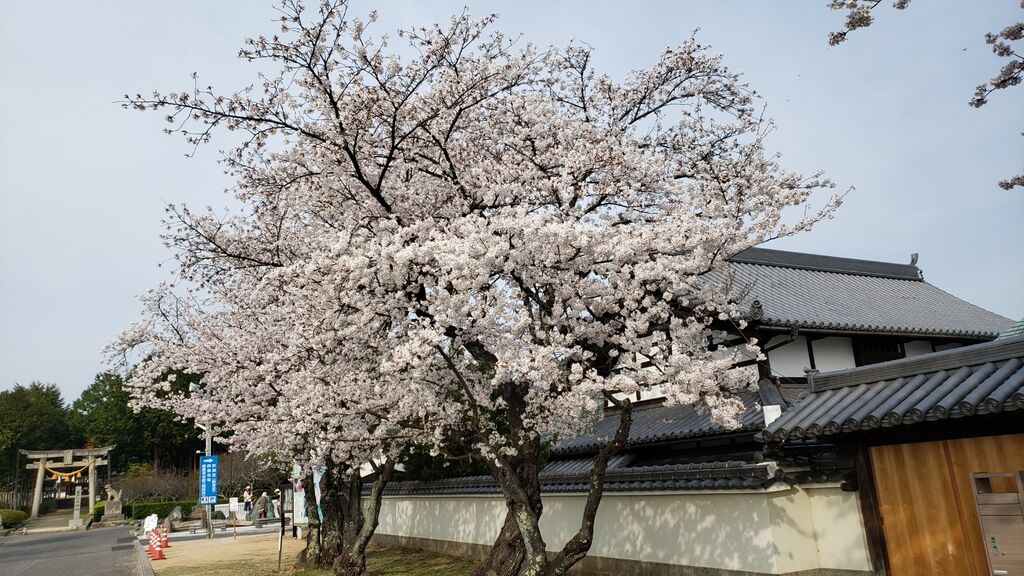 大腸がんとわかってからの日常 : 2023年03月