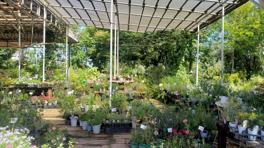 大腸がんとわかってからの日常 : 花屋にいく、ランチに