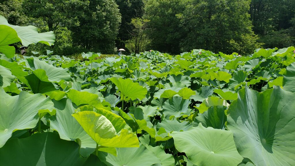 大腸がんとわかってからの日常 : 娘カエル