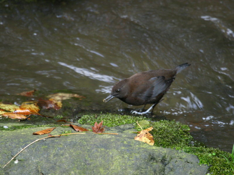治水緑地の野鳥日記