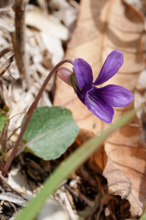 ヒメスミレ（Viola inconspicua Blume subsp. nagasakiensis (W.Becker) J.C.Wang ...