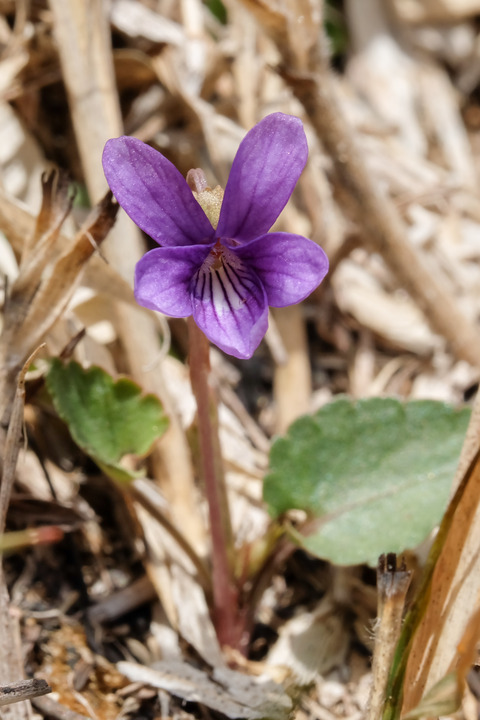 ヒメスミレ（Viola inconspicua Blume subsp. nagasakiensis (W.Becker) J.C.Wang ...