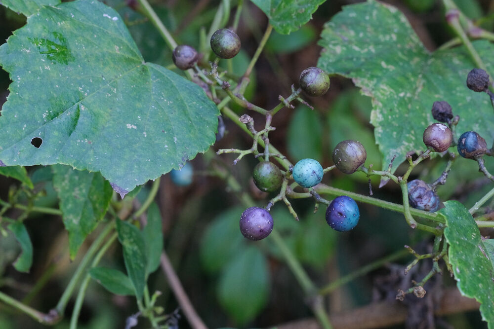 Familiar nature around Sanda City 三田市周辺の身近な自然 : ノブドウ（Ampelopsis ...