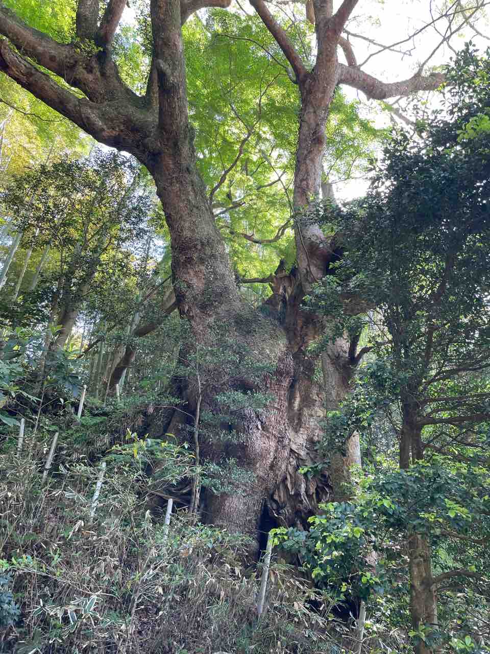 吉方位旅行_睦沢町 : 茶禅一味