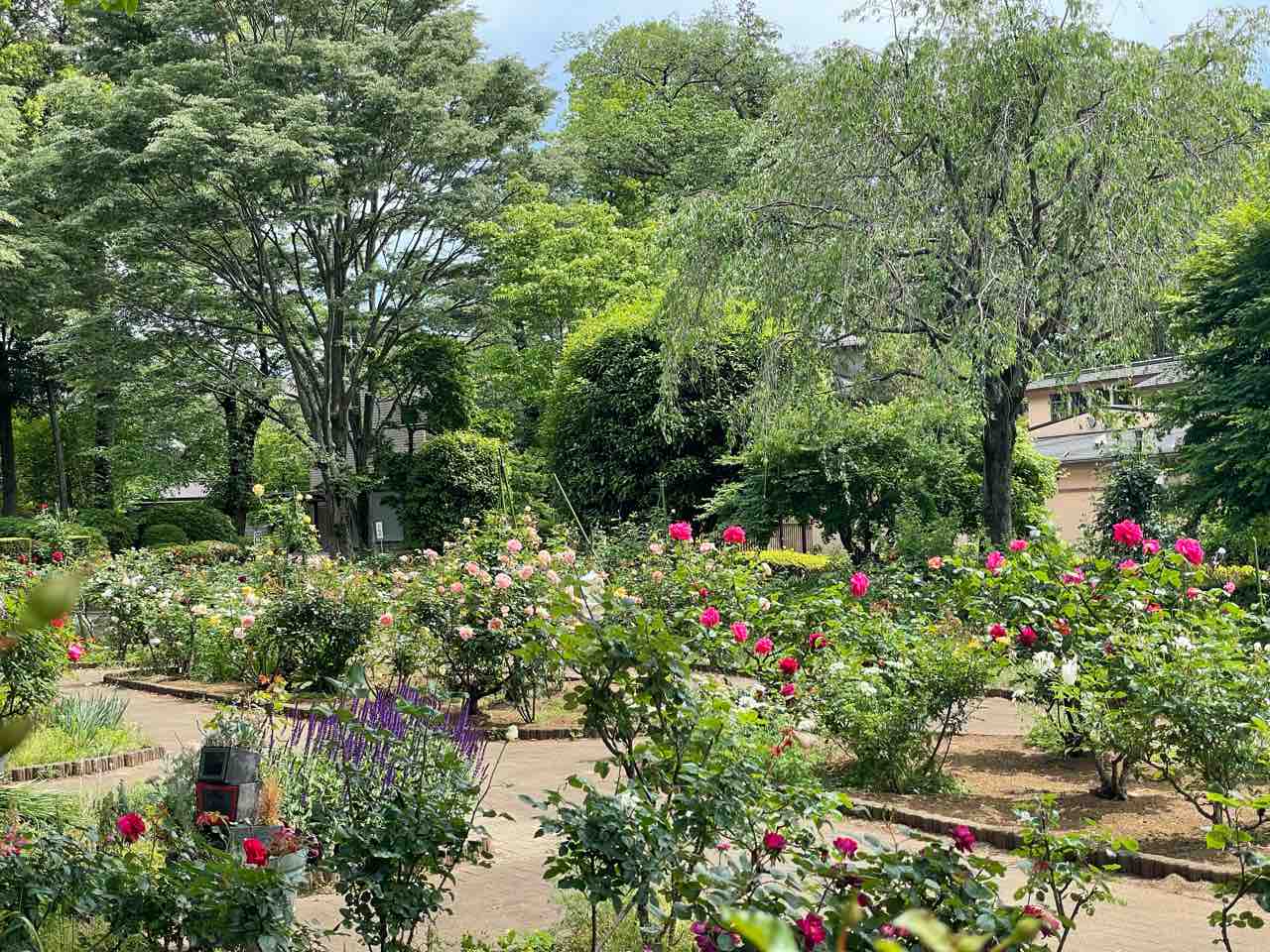 麗澤大学 : 茶禅一味