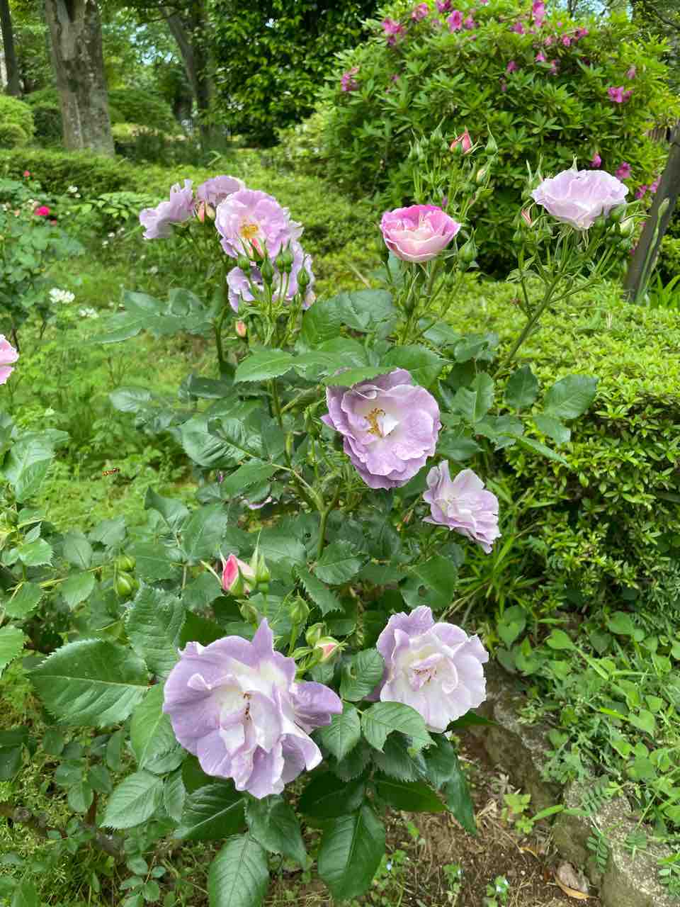 麗澤大学 : 茶禅一味