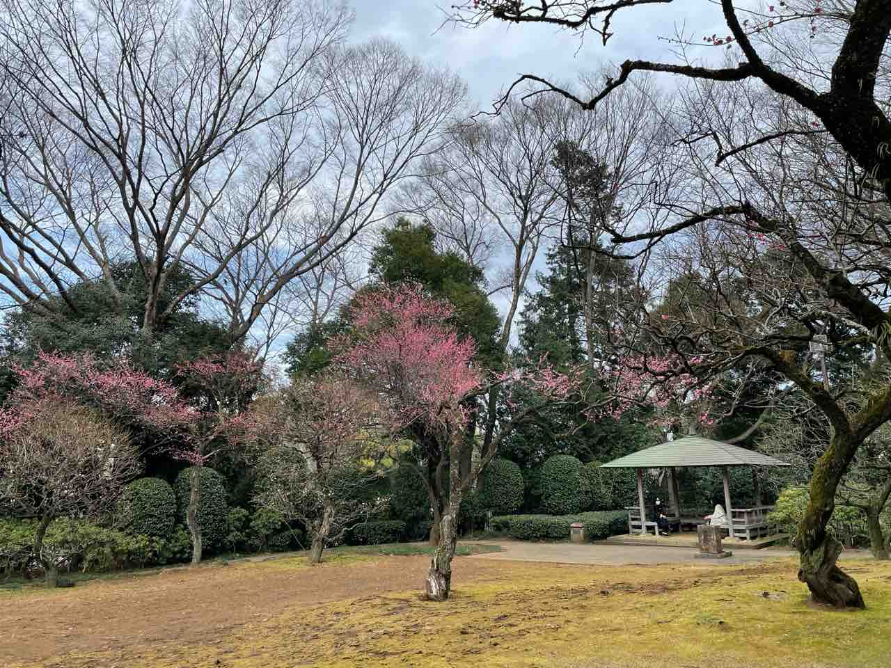 河津桜 : 茶禅一味