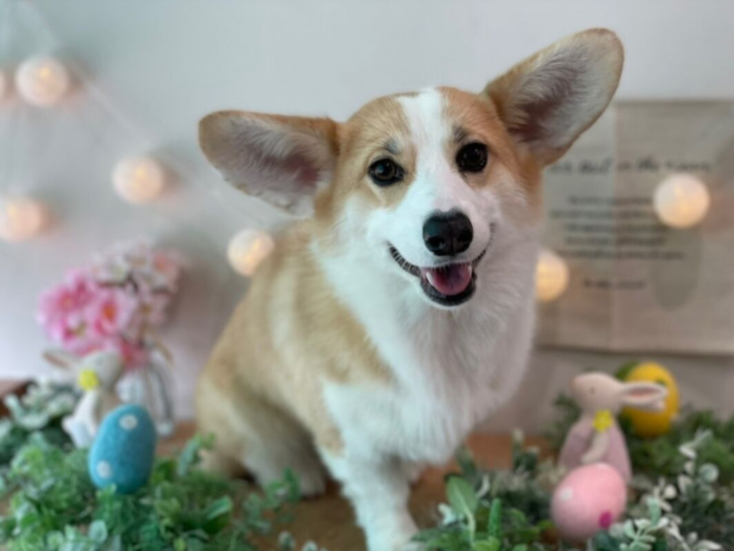 華日誌 (Hana's Diary):緊張と弛緩(2)、、、。