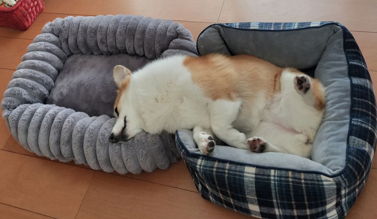 ぬくぬく、、、。 : 華の散歩道(Hana's Diary)