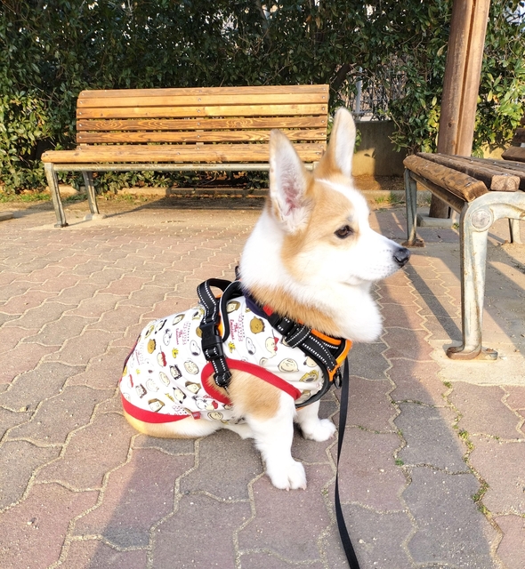 漸く、、、？ : 華の散歩道(Hana's Diary)