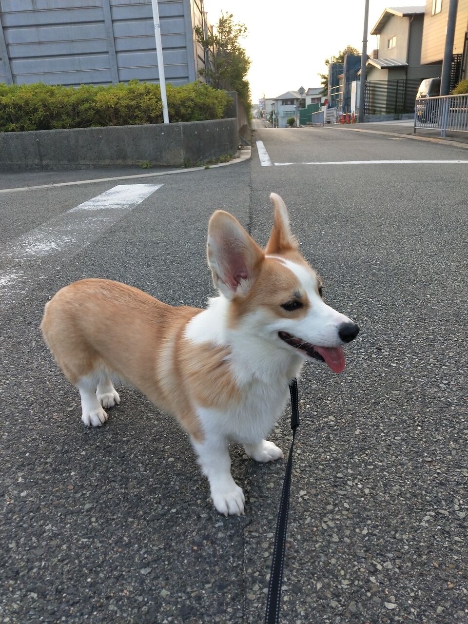 華日誌 (Hana's Diary):気持ちい朝、、、。