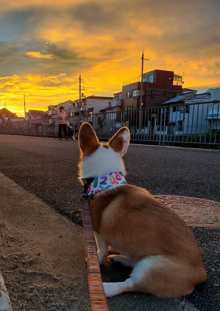 燃える東の空、、、。 : 華の散歩道(Hana's Diary)
