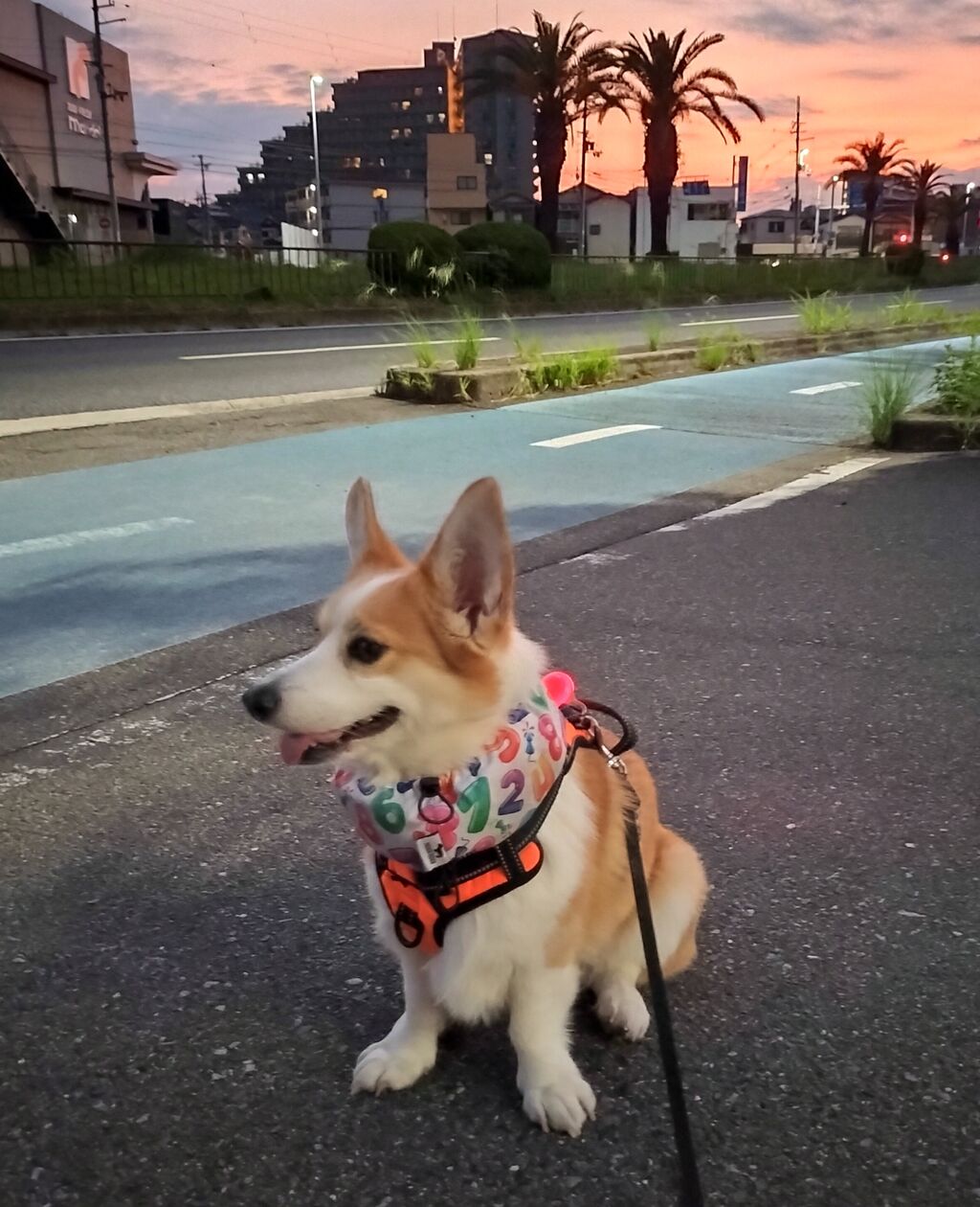 去年もそうだったなァ～、、、。 : 華の散歩道(Hana's Diary)