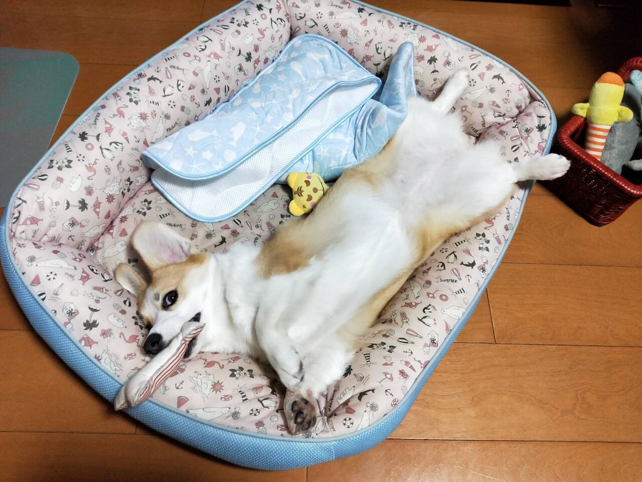 がぁ、、、何、、、？ : 華の散歩道(Hana's Diary)