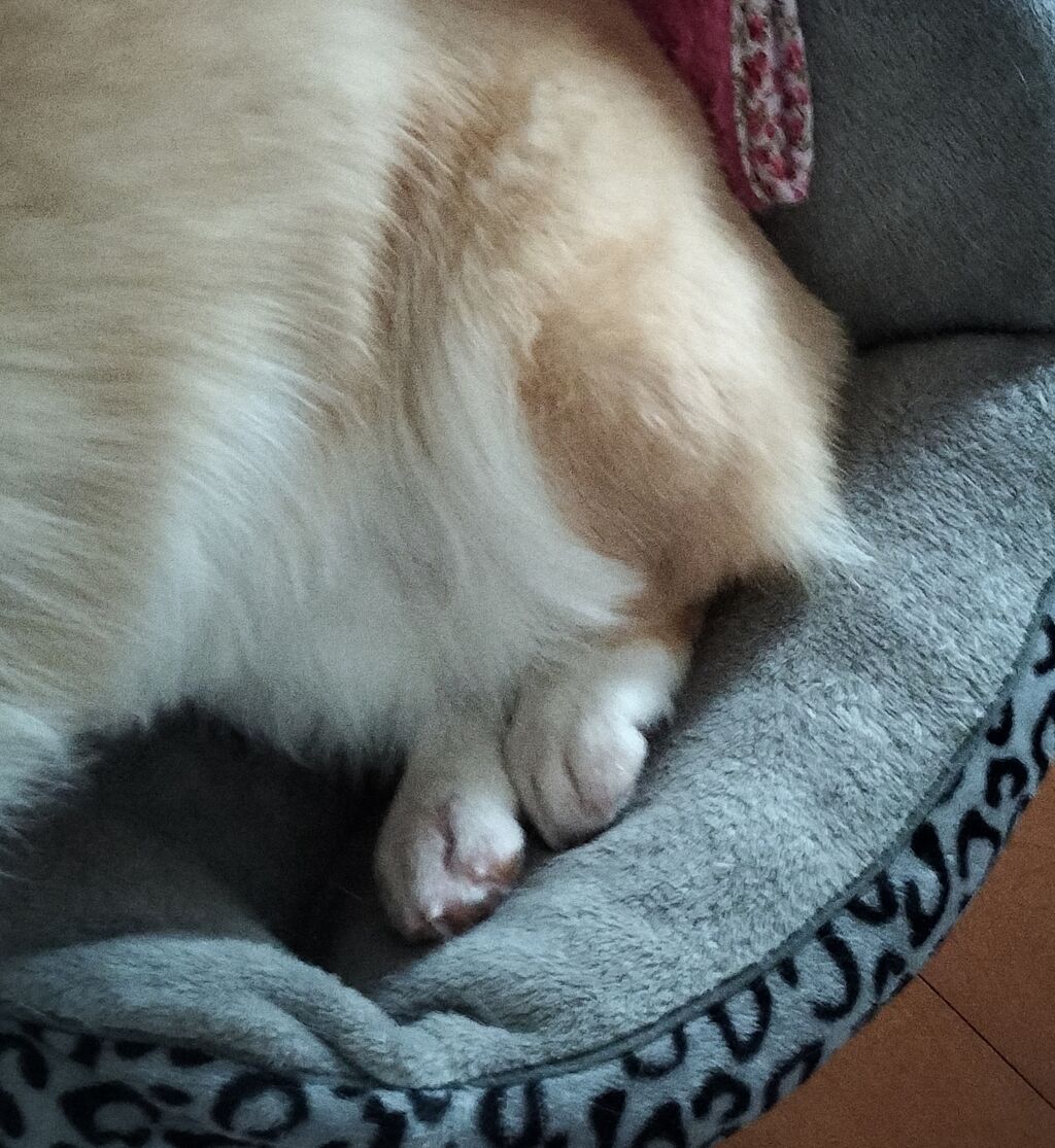 短いなァ～、、、。 : 華の散歩道(Hana's Diary)