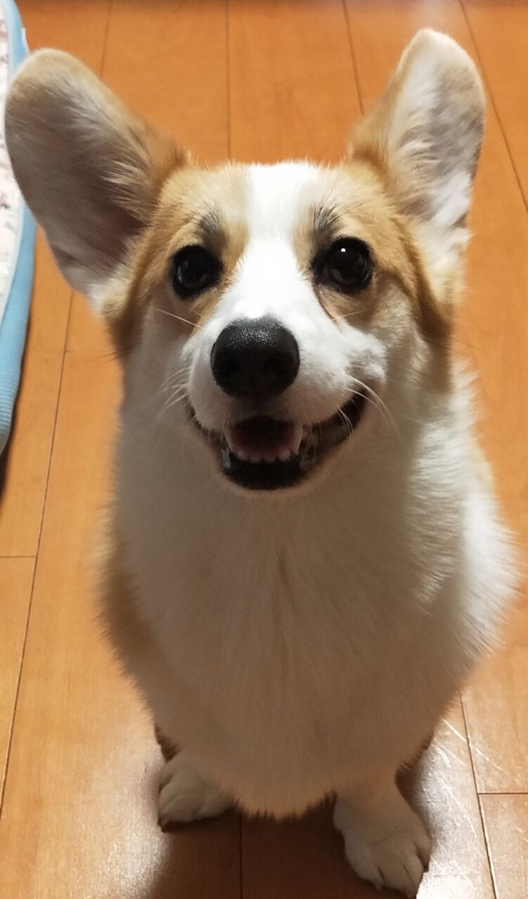 華日誌 (Hana's Diary):頑張ろ～、、、。