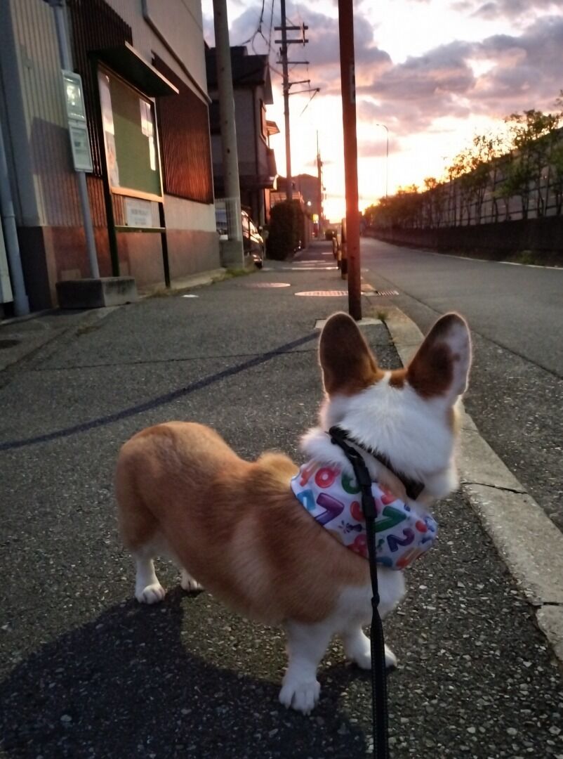 華日誌 (Hana's Diary):早起きは三文の、、、。