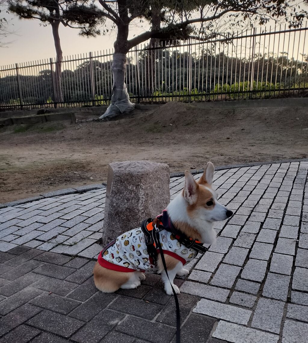 華日誌 (Hana's Diary):何か暑いぞ、、、。