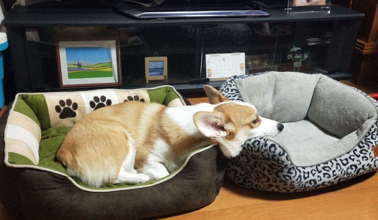 楽ちん、顎乗せ、、、。 : 華の散歩道(Hana's Diary)