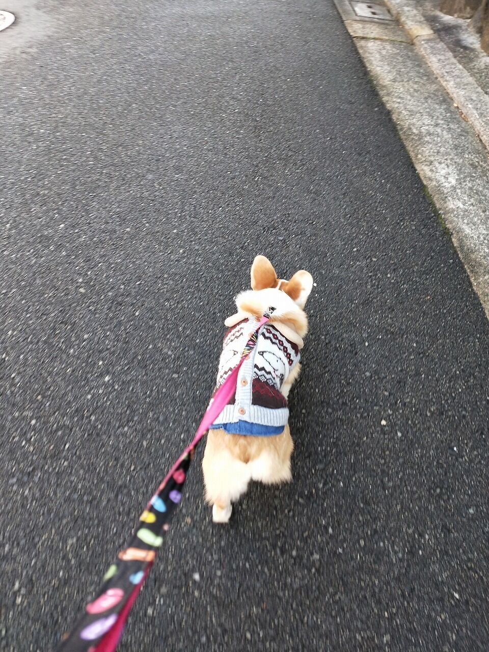 華日誌 (Hana's Diary):散歩の給水、、、。